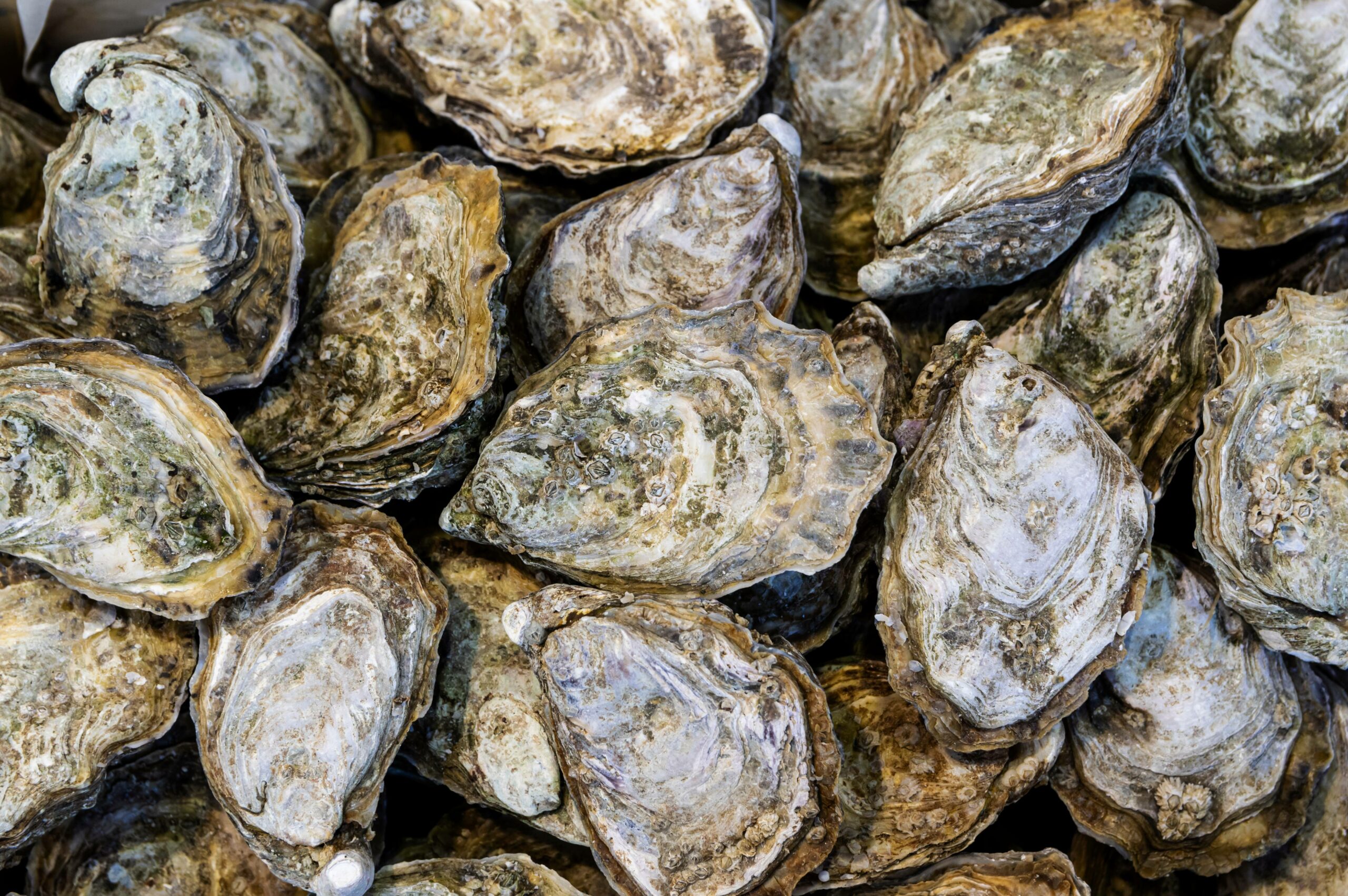 La coquille d’huître recyclée en matière première éco-responsable ...